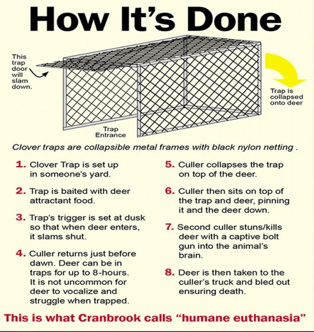 Clover trap . how it is done - Animal Alliance of Canada