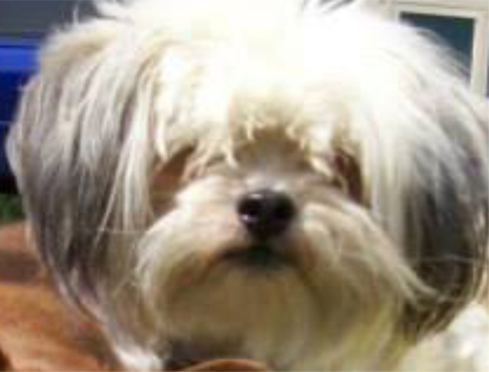 The Animal Stars of Saving Dinah – Part 2 - Animal Alliance of Canada