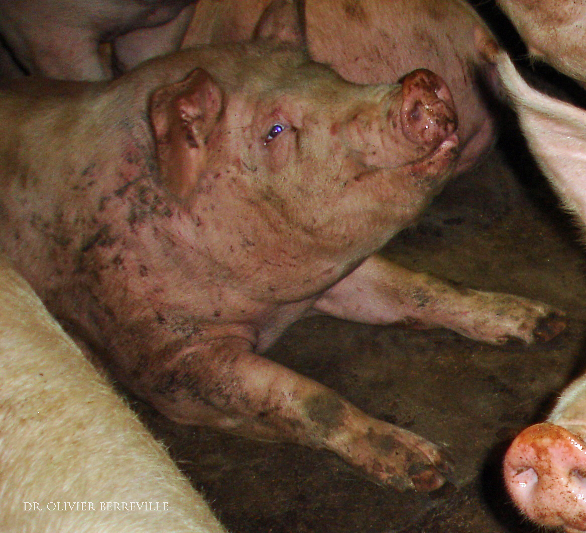 Protecting Manitoba Pigs - Animal Alliance of Canada