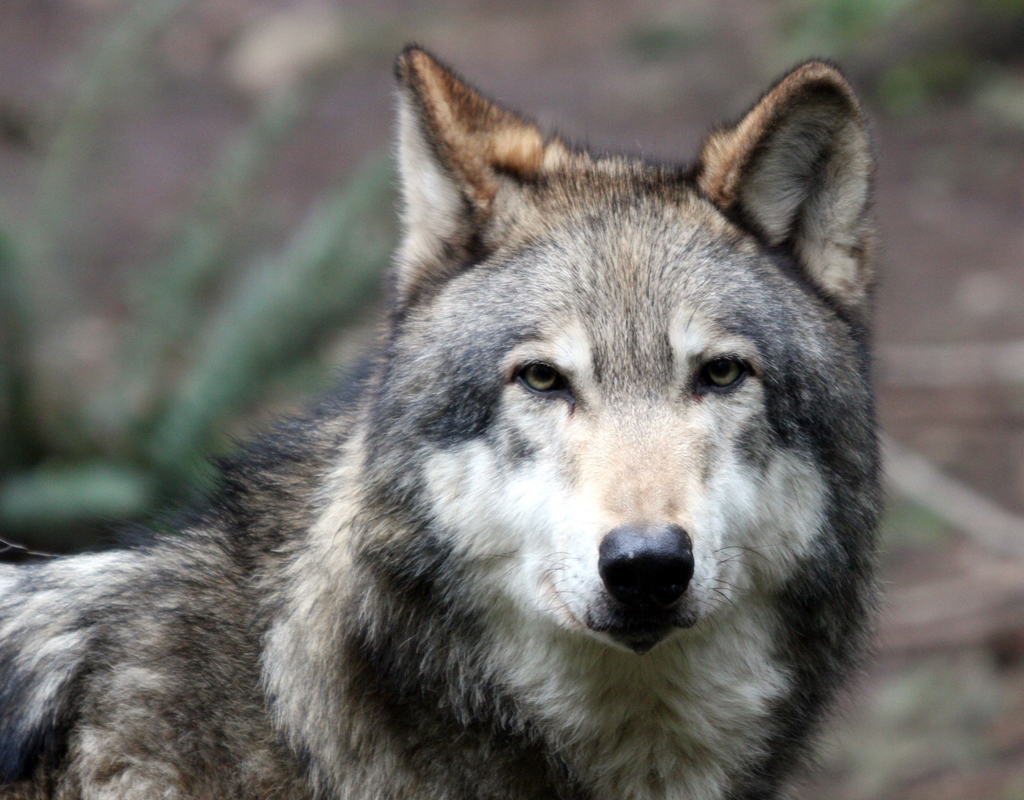 Controversial choice: To cull or not to cull wolf populations in the ...