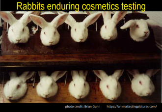 Cosmetics-testing-banner.-Rabbits.-eye-test - Animal Alliance of Canada