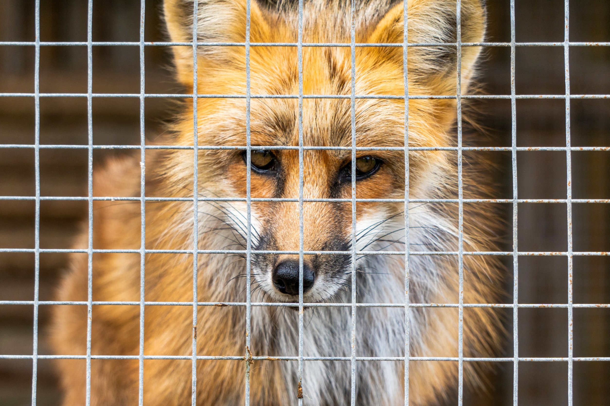 Fox-in-cage - Animal Alliance of Canada